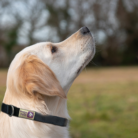 MAGNO MUTT™ - Jet Black - Advanced Magnetic Dog Collar